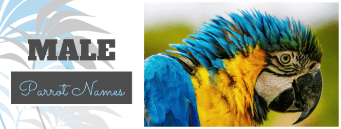 250+ Cool Parrot Names for Your Extraordinary Bird (From Ace to Wingham ...