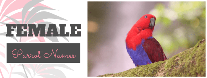 250+ Cool Parrot Names for Your Extraordinary Bird (From Ace to Wingham ...