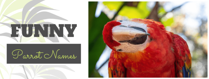 250+ Cool Parrot Names for Your Extraordinary Bird (From Ace to Wingham ...
