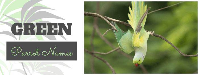 250+ Cool Parrot Names for Your Extraordinary Bird (From Ace to Wingham ...