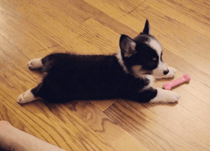 What Is a Sploot and Why Do Animals Do It? - HubPages