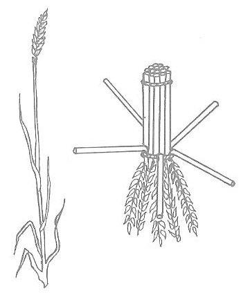 How to Weave With Natural Straw - HubPages