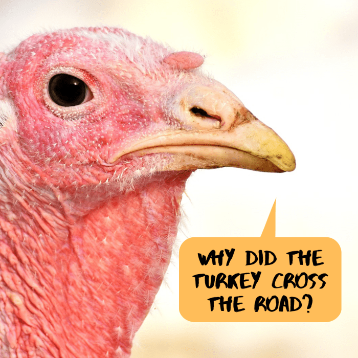 Thanksgiving Knock-Knock Jokes and Riddles for Kids - HubPages