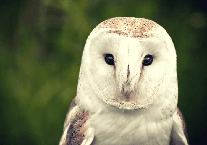 Explore Bird Superstitions and Myths - HubPages