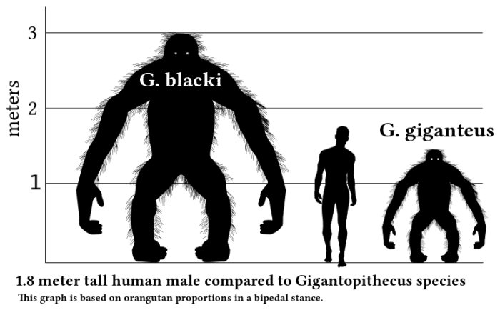 Gigantopithecus Blacki and the Bigfoot-Giganto Hypothesis - Exemplore