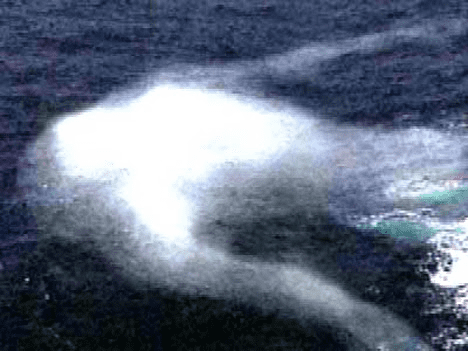 The Ningen: Monster of the Antarctic - HubPages