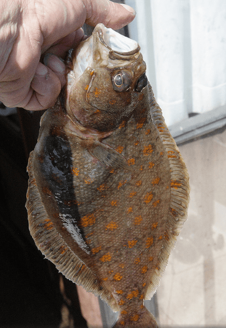 Complete Guide to Sanddab Fishing - HubPages