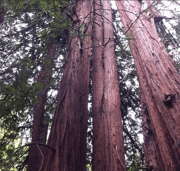 Mill Valley, California, Is a Hiker's Paradise - HubPages