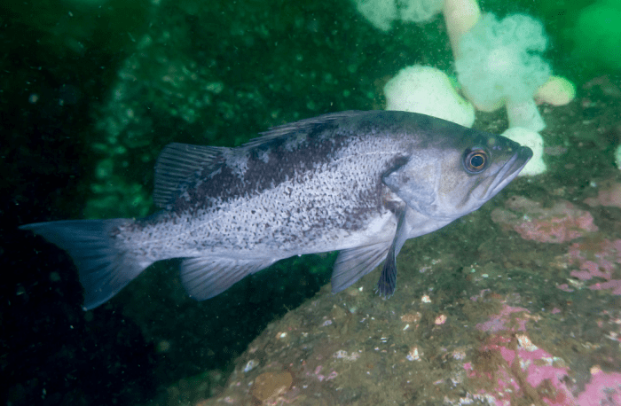 Top 4 Must-Have Lures for Big Rockfish - HubPages