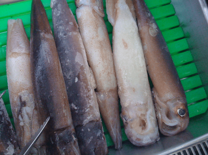 Complete Guide to Squid Jigging - HubPages