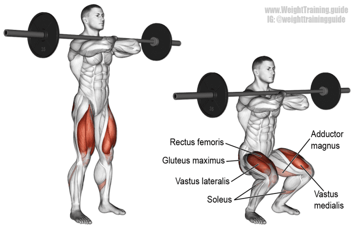 Back Squats vs. Front Squats: Which Is Better? - HubPages