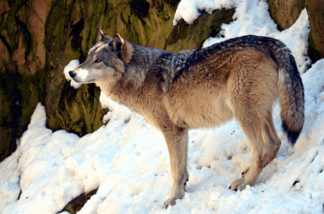 The 25 Wolves of the World - HubPages