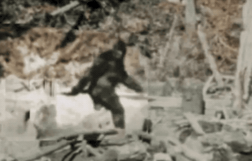 Top 10 Cryptids That Could Be Real - HubPages
