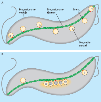 Bacterial Intracellular Structures That Give Bacteria/Prokaryotes an ...