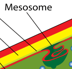 Bacterial Intracellular Structures That Give Bacteria/Prokaryotes an ...