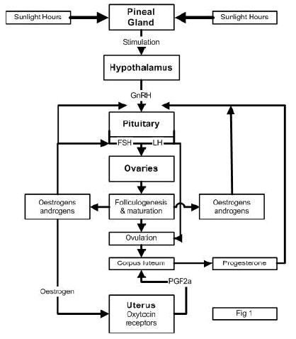 Hormones And Aggression: Link Between Hormones and Aggression - HubPages