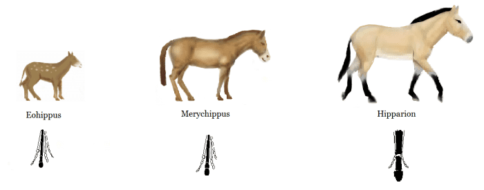 Equine Domestication - HubPages