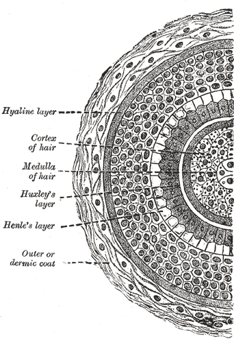 Hair Science: Hair Structure 101 (With Diagrams) - HubPages