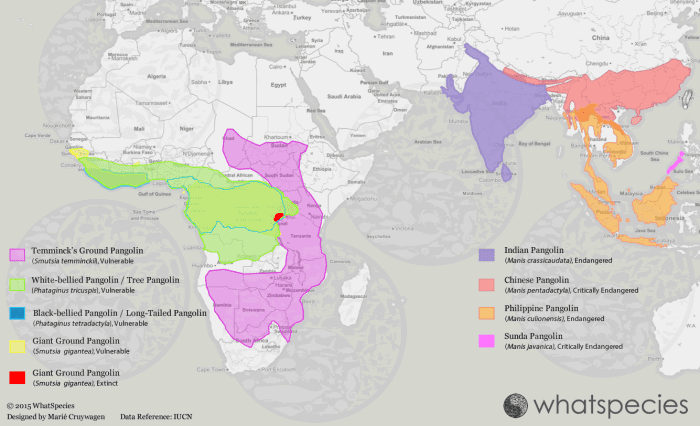 The Pangolin: The most endangered animal you didn't know existed - HubPages