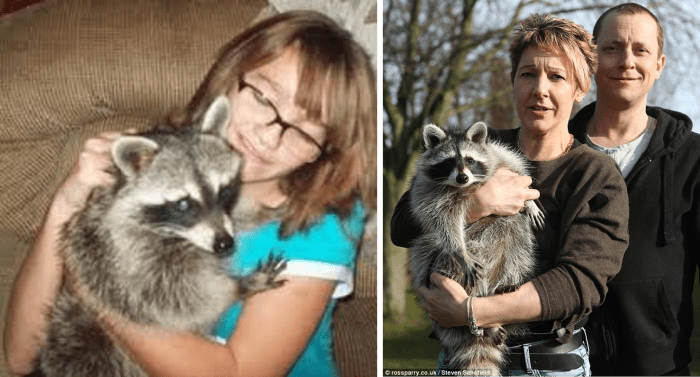 12 Wild Animals That Are Members of The Dog Family - HubPages