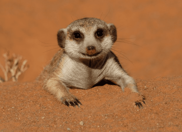 How Much Does A Meerkat Cost To Buy? Prices & Living Expenses - HubPages