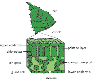 The Crucial Role of Stomata in Plant Transpiration and Photosynthesis ...