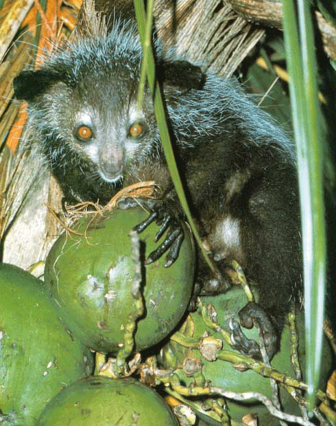 25 Most Amazing and Unusual Animals on Earth - HubPages