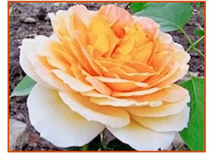 My Victorian Garden in Summer: Growing Heirloom and Old-Fashioned Roses ...