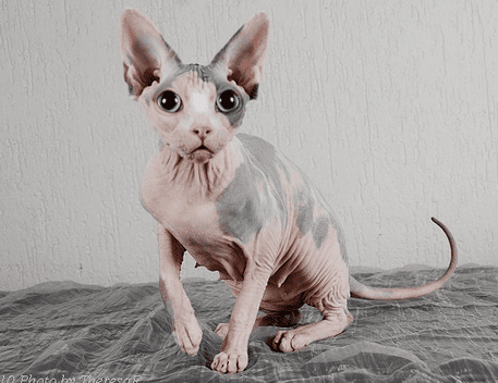 6 World's Weirdest Looking Cat Breeds - HubPages