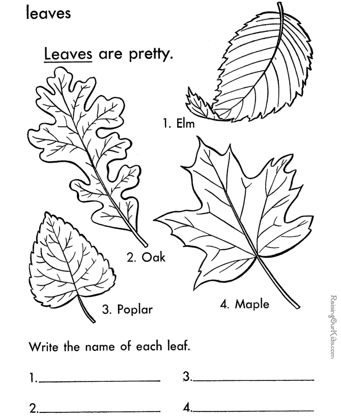 Leaf Printable Coloring Pages - HubPages