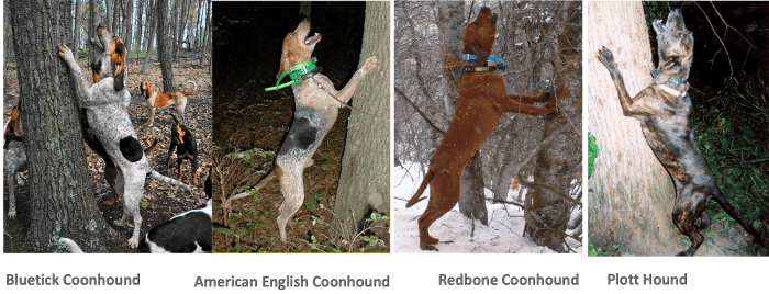 The 10 Best Gun Dogs - HubPages