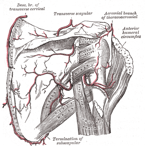 Rhomboid Strain: Everything You Need to Know - HubPages