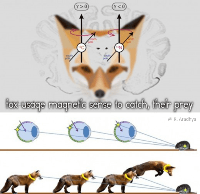 The 25 Interesting Facts About foxes - HubPages