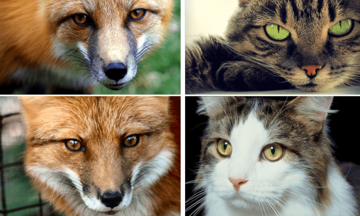 11 Cat Like Behavior of Fox - HubPages