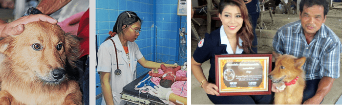 10 Heroic Stray Dogs That Saved Humans Life - HubPages