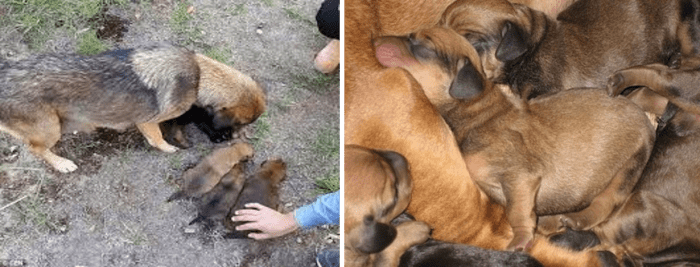 10 Heroic Stray Dogs That Saved Humans Life - HubPages