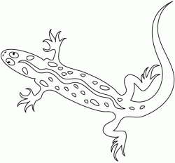 Reptiles & Amphibians Coloring Pages - HubPages
