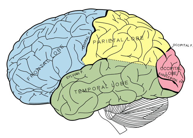 How memory works - What are the three memory stores and how to improve ...