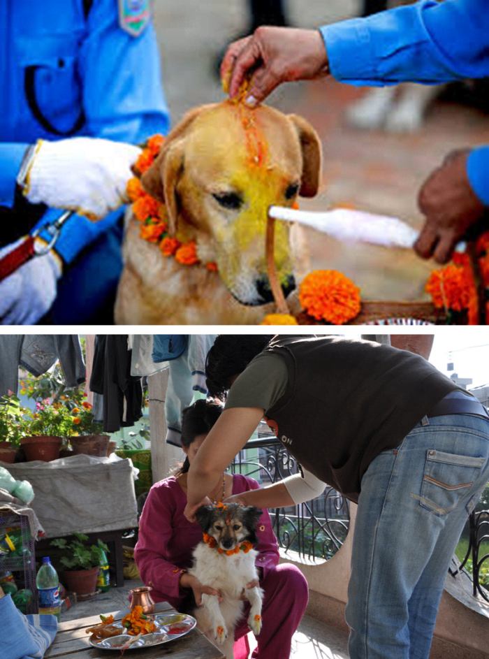 Kukur Tihar Festival: The Hindu Tradition of Dog Worship in Nepal ...