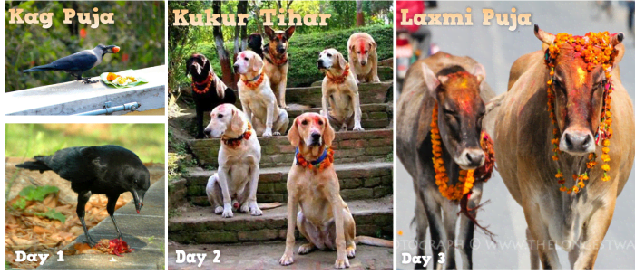 Kukur Tihar Festival: The Hindu Tradition of Dog Worship in Nepal ...
