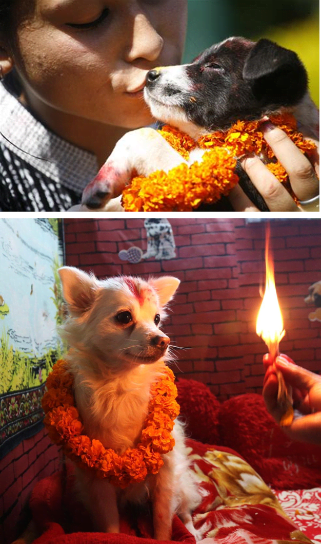 Kukur Tihar Festival: The Hindu Tradition of Dog Worship in Nepal ...
