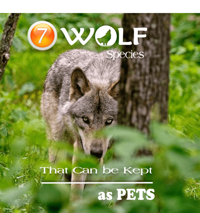 7 Friendly Wolves That Make Good Pets - HubPages