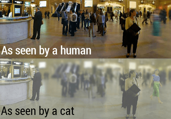 How Do Your Cats View the World? - HubPages