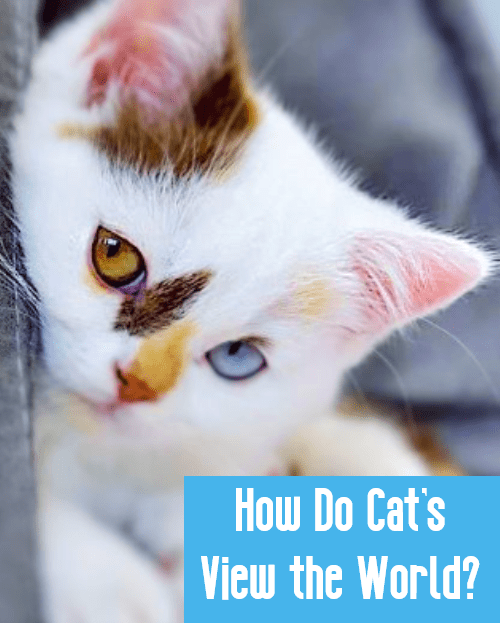 How Does My Cat See the World? - A Cat's Point of View - HubPages