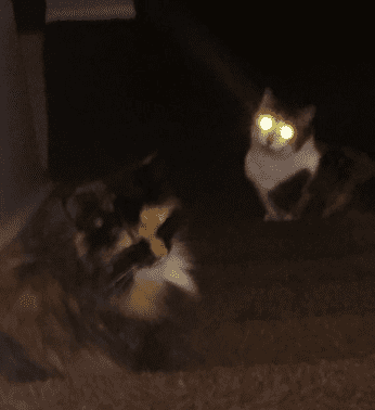 How Does My Cat See the World? - A Cat's Point of View - HubPages
