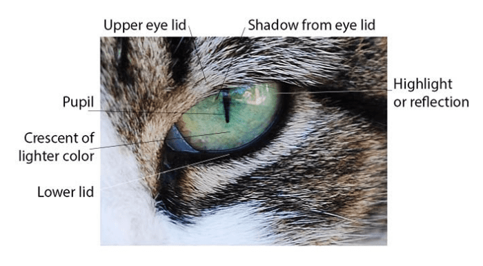 How Do Your Cats View the World? - HubPages