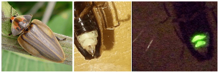 Bioluminescence Facts and Light Production in Multiple Species - Owlcation