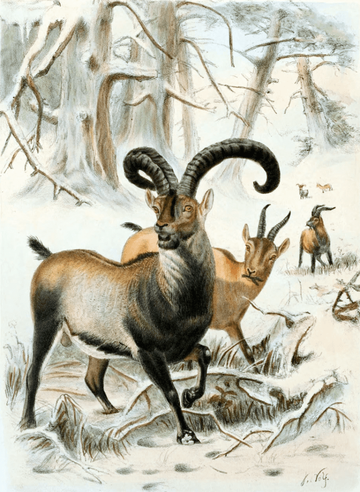 The 15 Most Beautiful and Amazing Extinct Animals - HubPages