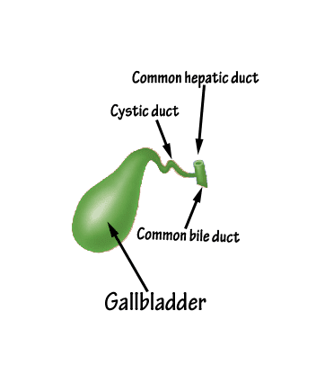 Basic Gallbladder Anatomy and Gallstones - HubPages