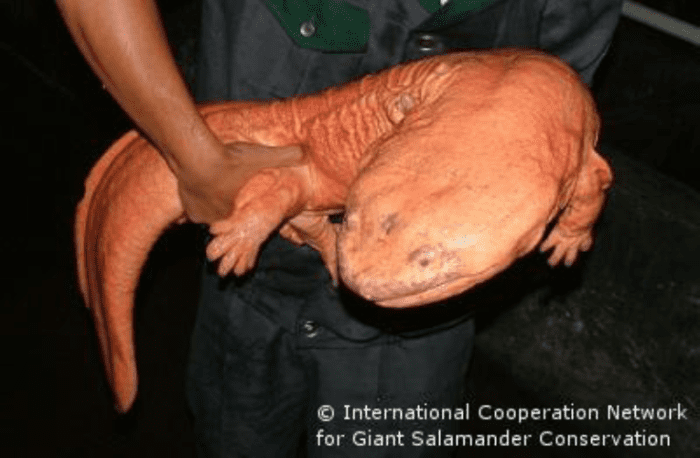 Top 10 Prehistoric Animals Alive Today - HubPages